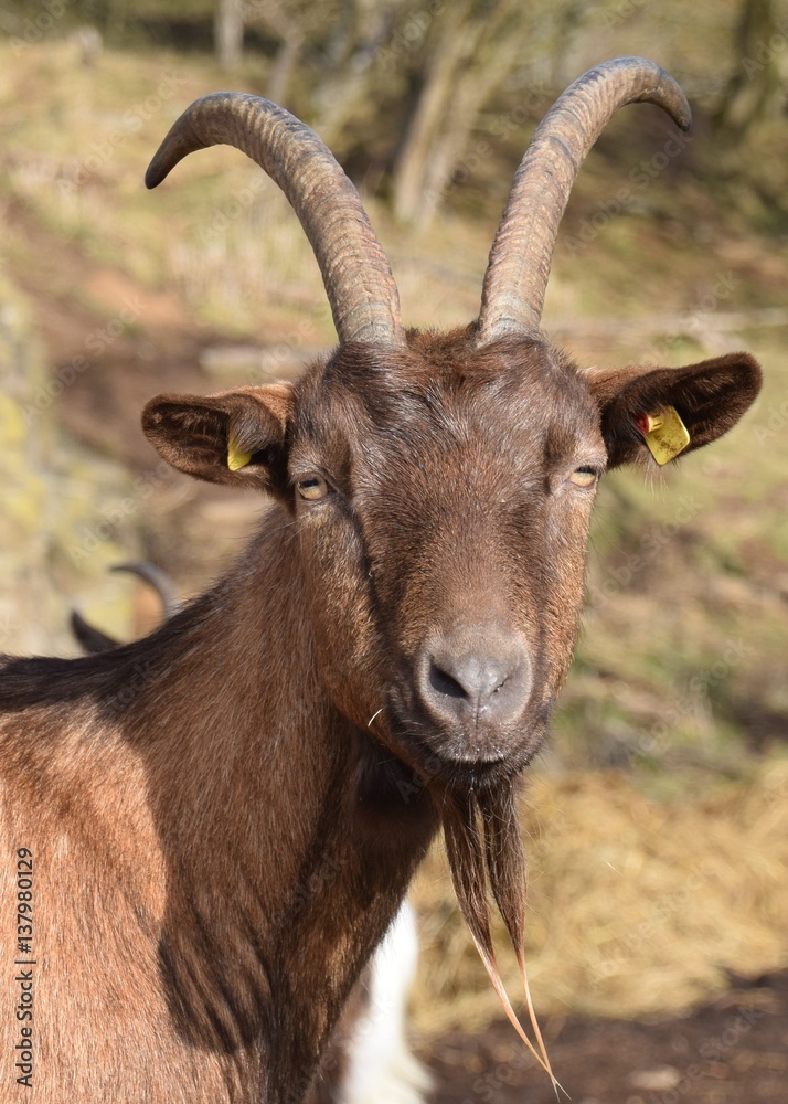 Ein Ziegenbock mit großem Geweih auf der Winterweide freut sich über ...