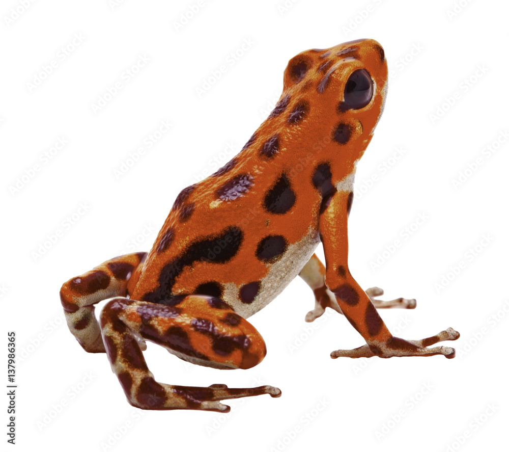 red poison dart or arrow frog from the tropical Island Bastimentos at ...