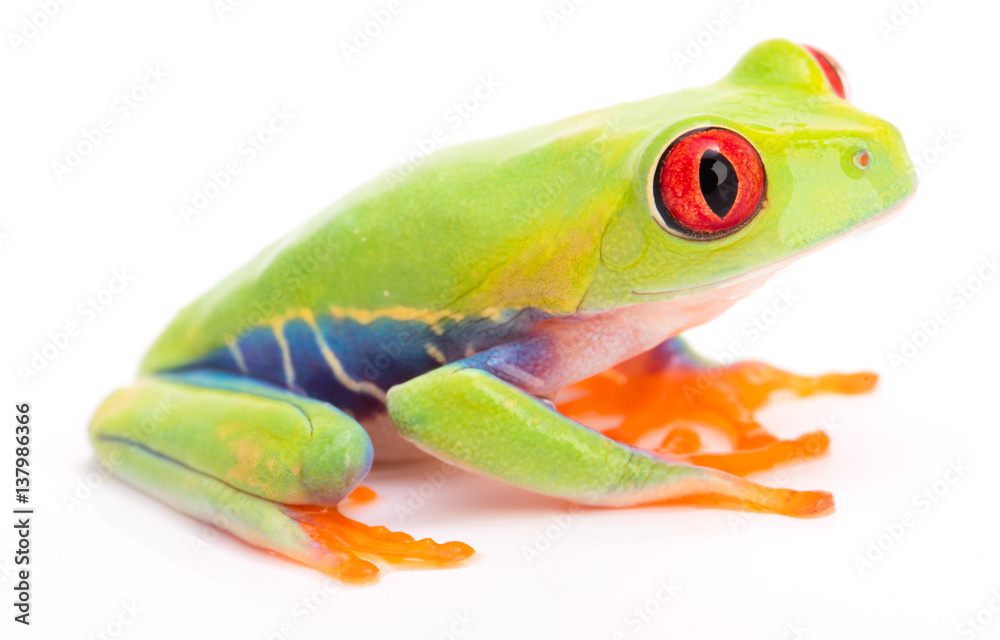 Agalychnis callidryas or the red eyed monkey tree frog, from the rain ...