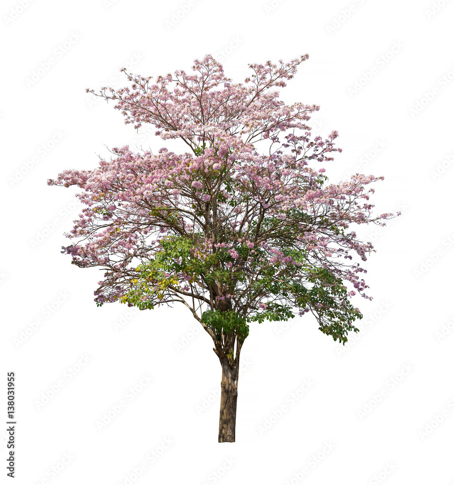 Isolated Tabebuia rosea trees on white background Stock Photo | Adobe Stock