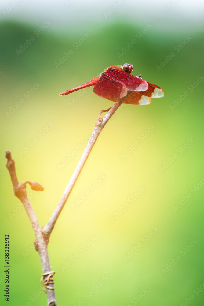 Red Dragonfly on a branch with a green background (Neurothemis ramburii ...