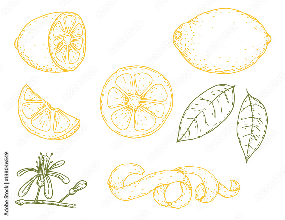 Set of vector hand drawn lemon. Whole lemon, sliced pieces, half, leaf and seed sketch. Tropical ...