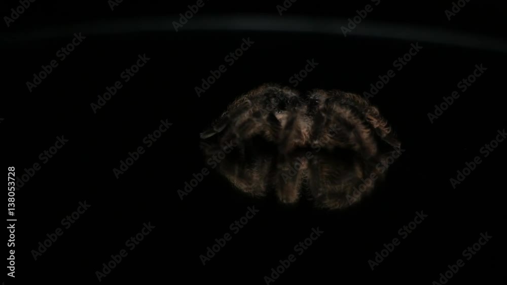 Close up of tarantula on black background Stock Video | Adobe Stock