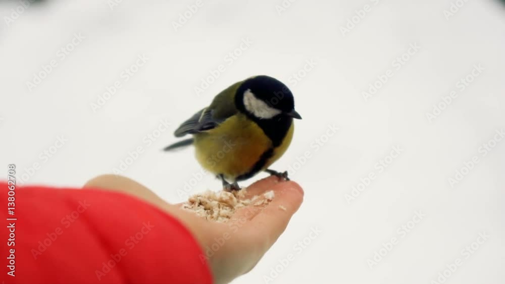 close up view of hungry small bird fly up to female hand holding crumbs ...