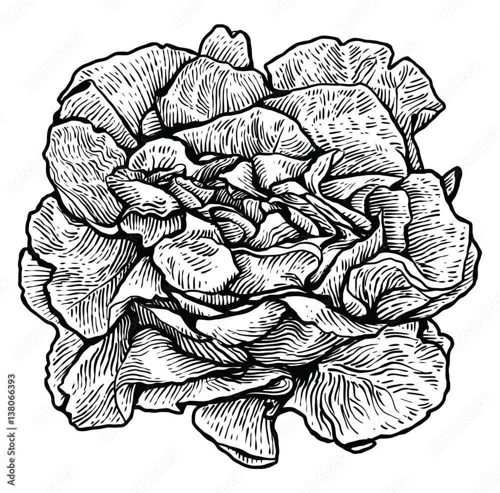Lettuce, salad illustration, drawing, engraving, line art, vegetable ...