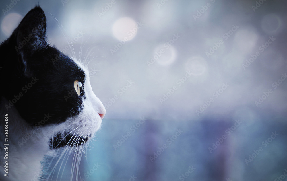 profile portrait of a cat against a blurred background Stock Photo ...