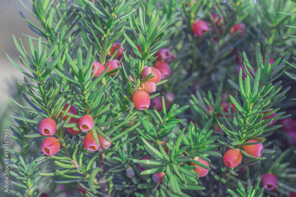 yew branch with red berries Stock Photo | Adobe Stock