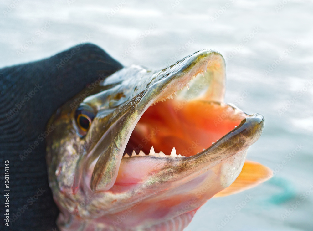 Northern Pike Teeth