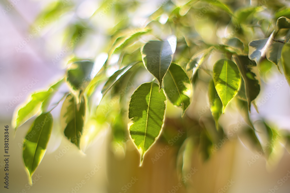twinkling lights vivid color blurred bokeh spring from fig leaf background foto de Stock | Adobe ...