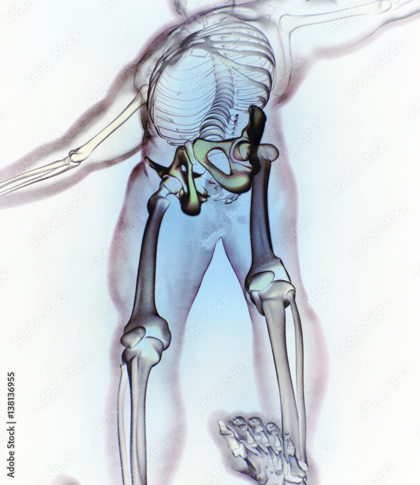Ilium bone, hip bone or pelvis. Human anatomy, bone skeletal strucure ...