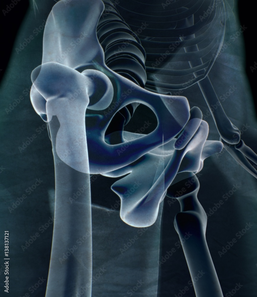 Ilium bone, hip bone or pelvis. Human anatomy, bone skeletal strucure ...