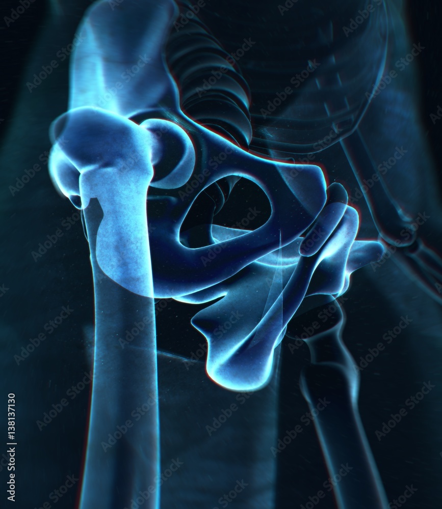Ilium bone, hip bone or pelvis. Human anatomy, bone skeletal strucure ...