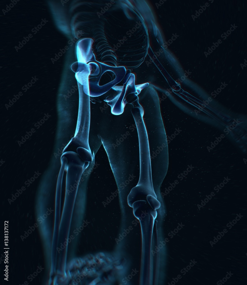 Ilium bone, hip bone or pelvis. Human anatomy, bone skeletal strucure ...
