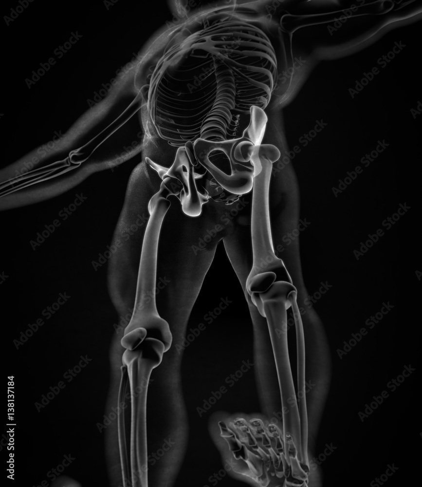 Ilium bone, hip bone or pelvis. Human anatomy, bone skeletal strucure ...