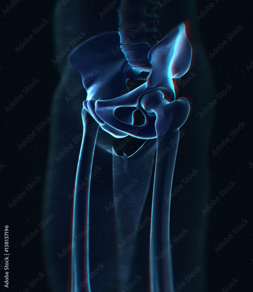 Ilium bone, hip bone or pelvis. Human anatomy, bone skeletal strucure ...