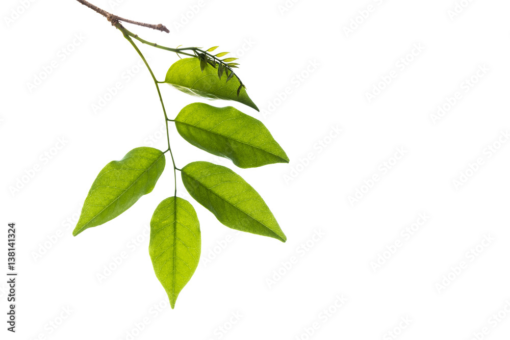 green leaves or leaf , branch isolated on white background Stock-Foto ...