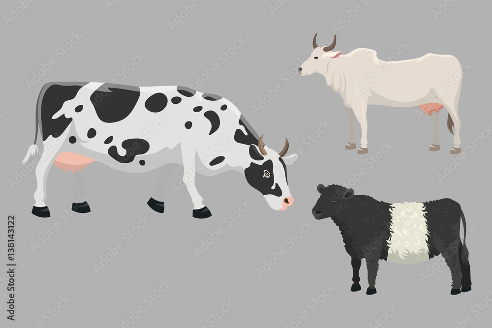 Bull and cow farm animal vector illustration. Stock Vector | Adobe Stock