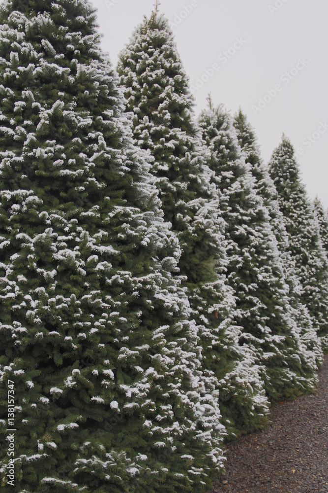 Row of Tall Douglas Fir, Christmas Trees Covered in a Blanket of Snow ...
