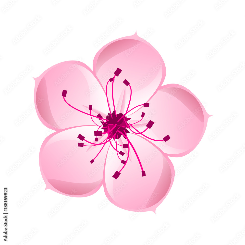 Isolated flower of sakura. Cartoon pink and white blossom of Japanese ...