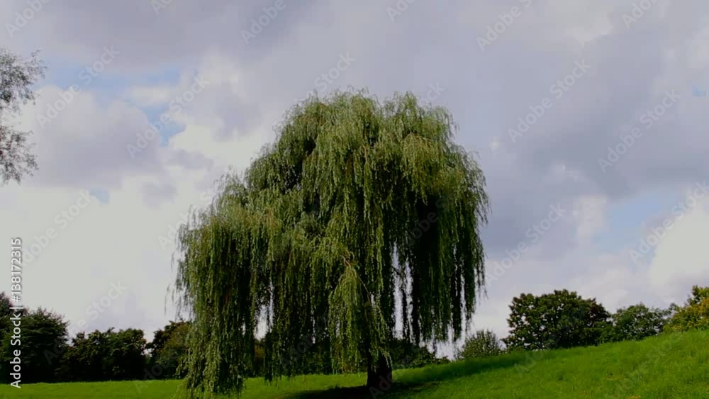 Single Tree Growing in the Park Stock Video | Adobe Stock