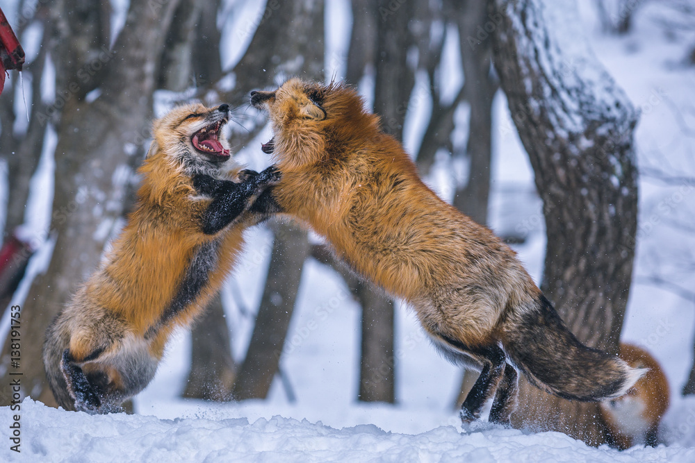 Two Foxes in the Woods Fighting in the Snow Stock Photo | Adobe Stock