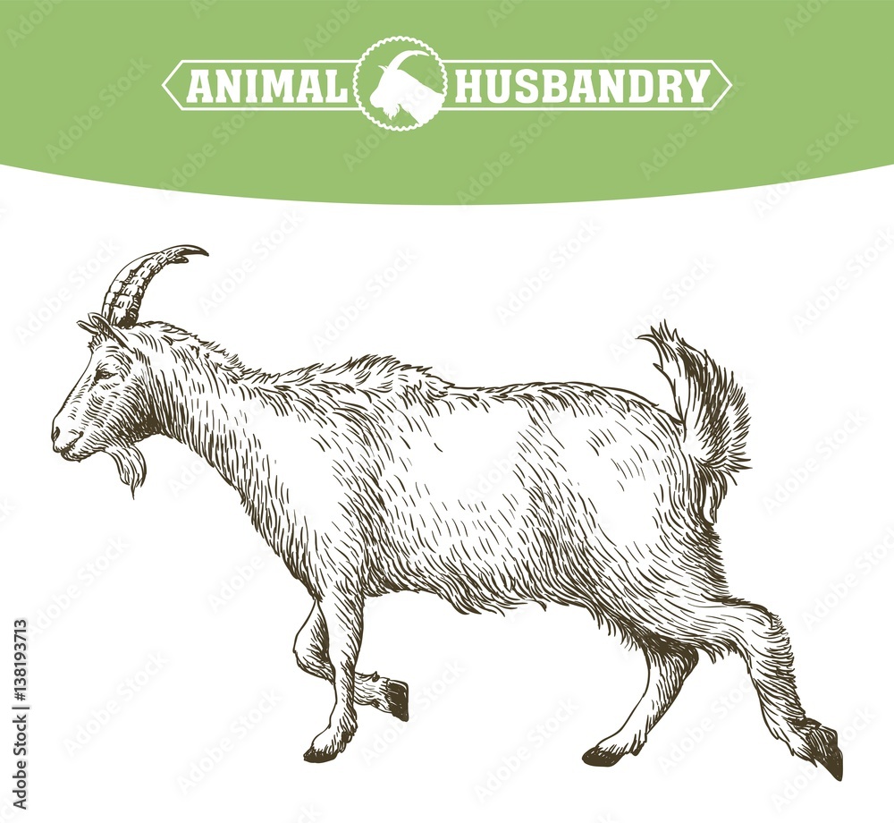 sketch of goat drawn by hand. livestock. animal grazing Stock Vector ...