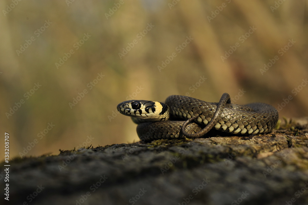 Ringelnatter, natrix natrix Stock Photo | Adobe Stock