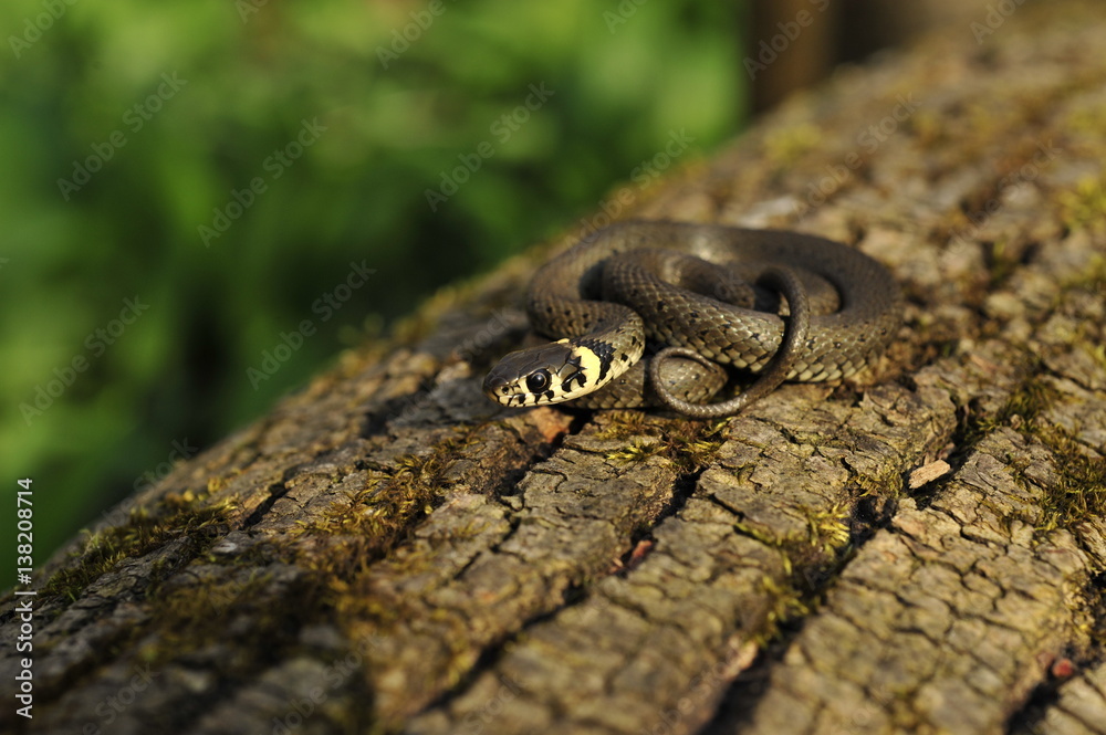 Ringelnatter, natrix natrix Stock Photo | Adobe Stock