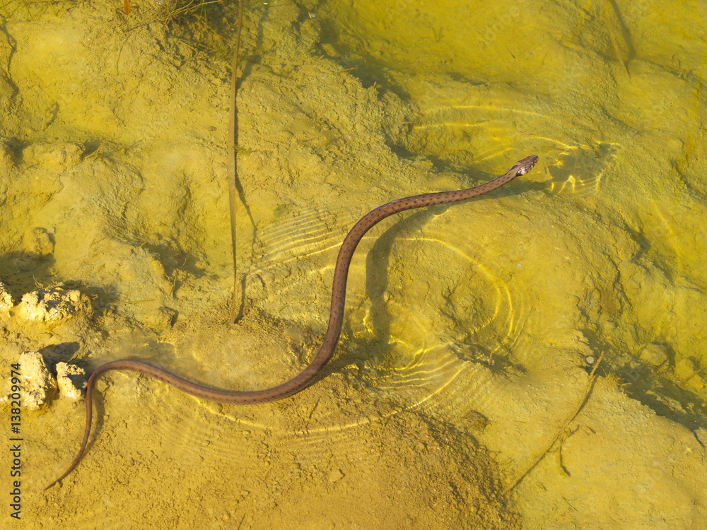 Ringelnatter, natrix natrix Stock Photo | Adobe Stock