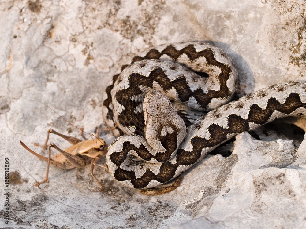 Foto Stock Europäische Hornotter, Vipera ammodytes, Sandviper ...