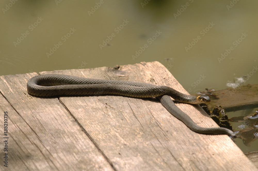 Ringelnatter, natrix natrix Stock Photo | Adobe Stock
