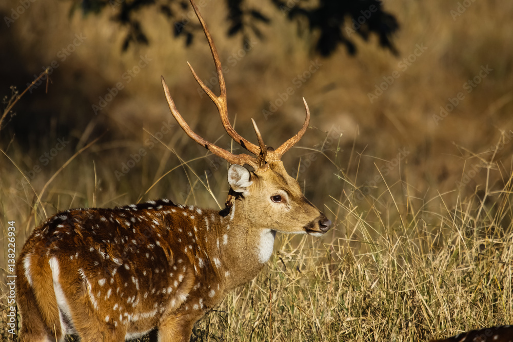 Spotted Deer