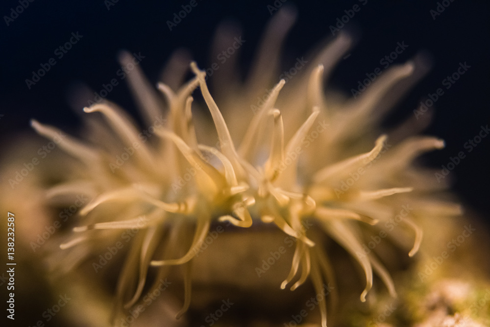 Snakelocks anemone (Anemonia viridis) tentacles. Sea anemone in family ...