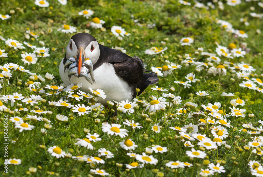 Puffin walking between flowers with fish in its beak Stock Photo ...