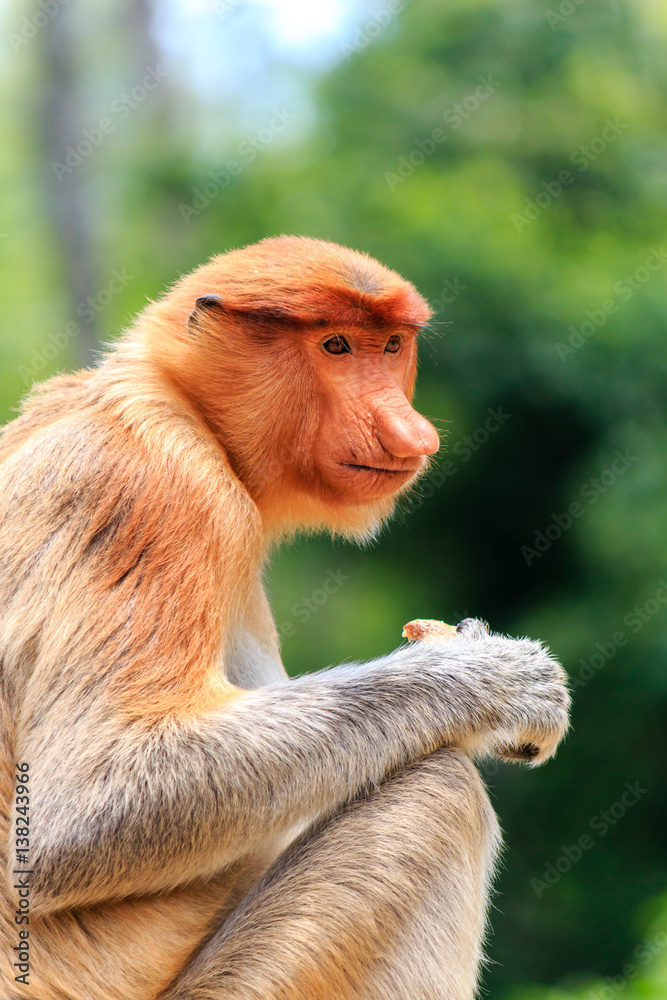 Female Proboscis Monkey feeding Stock Photo | Adobe Stock