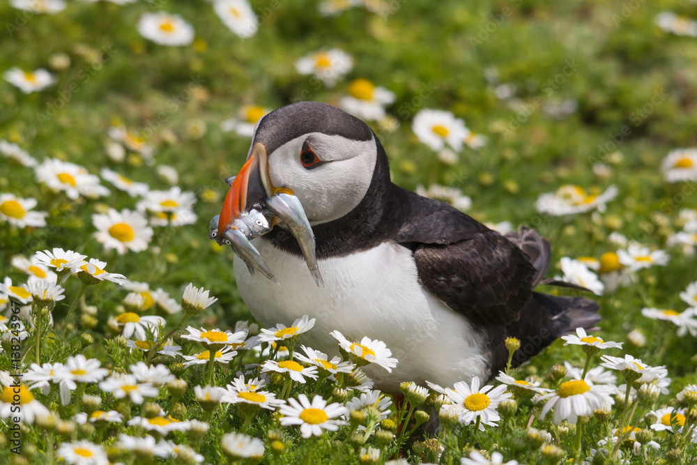 Puffin walking between flowers with fish in its beak Stock Photo ...
