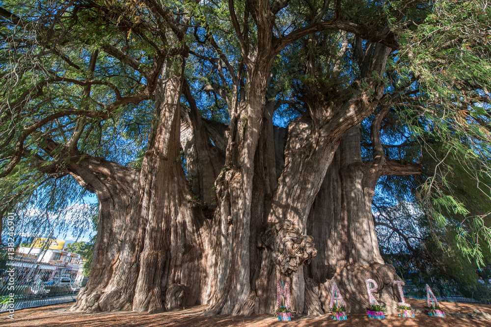 Arbol del tule tree, the thickest tree in the world foto de Stock ...
