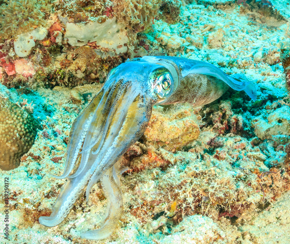 Well camouflaged Squid on a coral reef Stock Photo | Adobe Stock