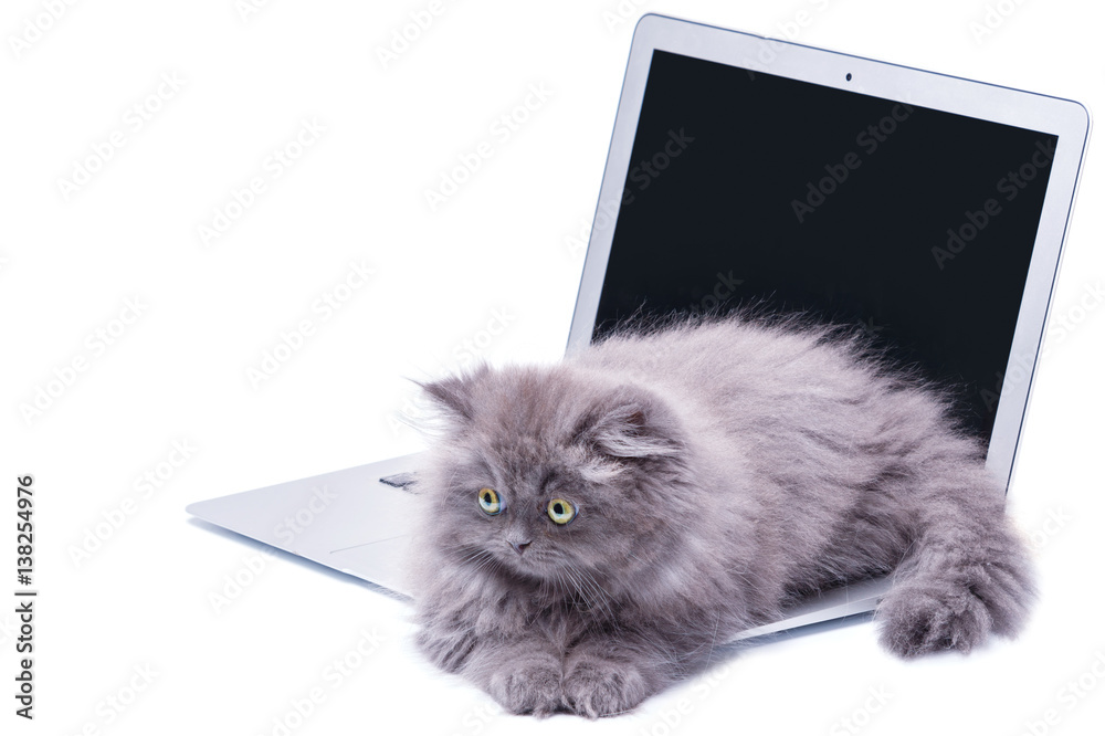 Cute little kitten and laptop computer Stock Photo | Adobe Stock