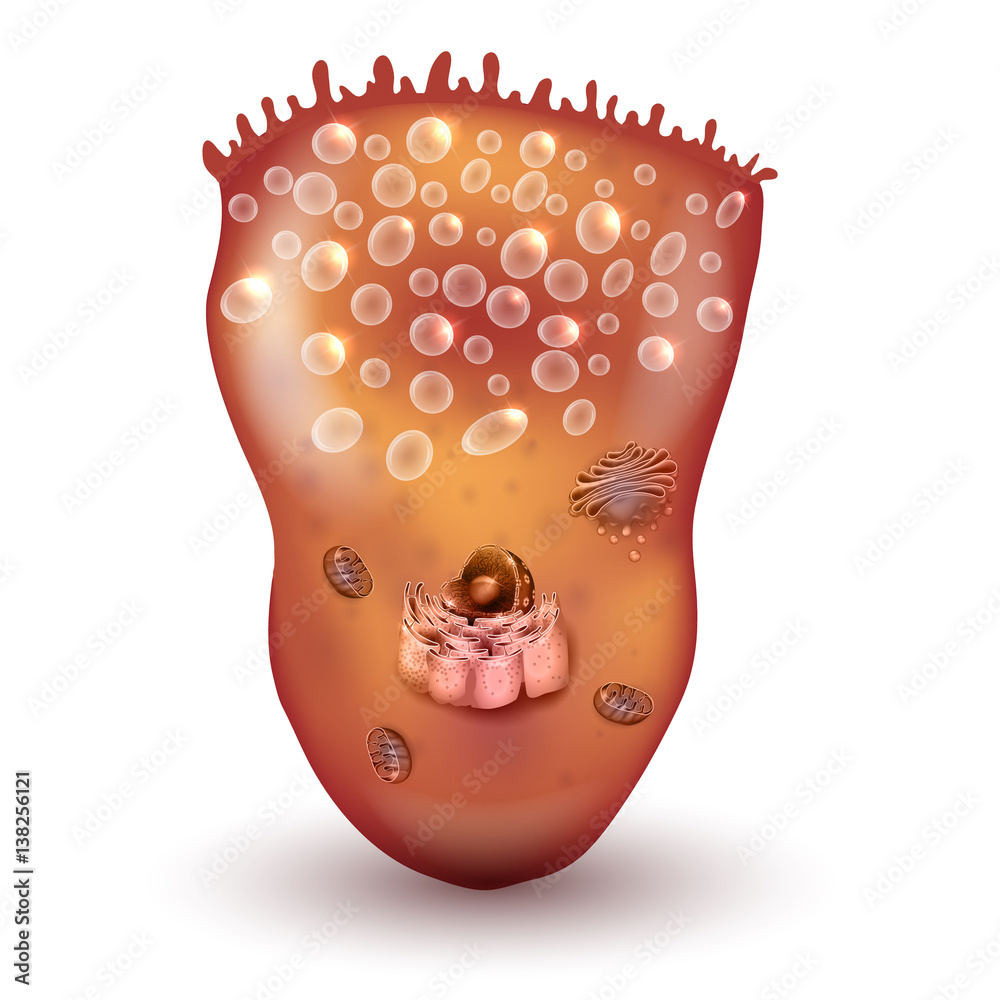 Foveolar cell or surface mucous cell of the stomach lining, secretes ...