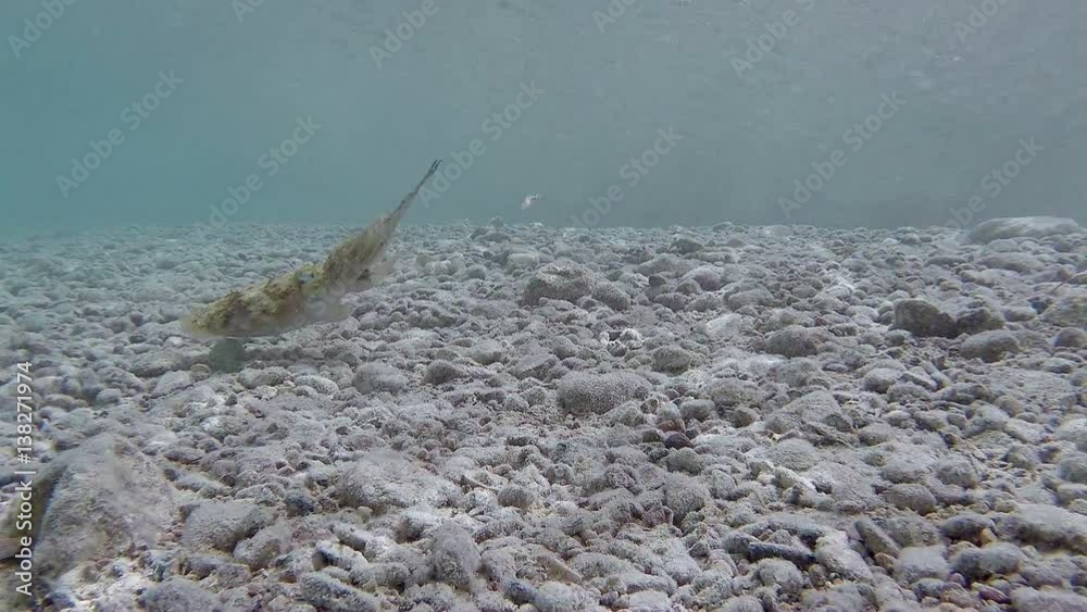 Vidéo Stock Pharaoh Cuttlefish Hunting Fish. Picture of pharaoh ...