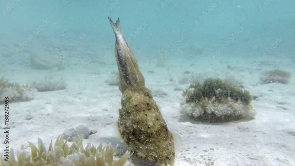 Underwater Pharaoh Cuttlefish Hunting Fish. Picture of upside-down ...