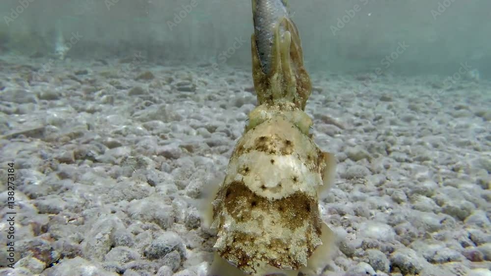 Underwater Pharaoh Cuttlefish Hunting Fish. Picture of pharaoh ...