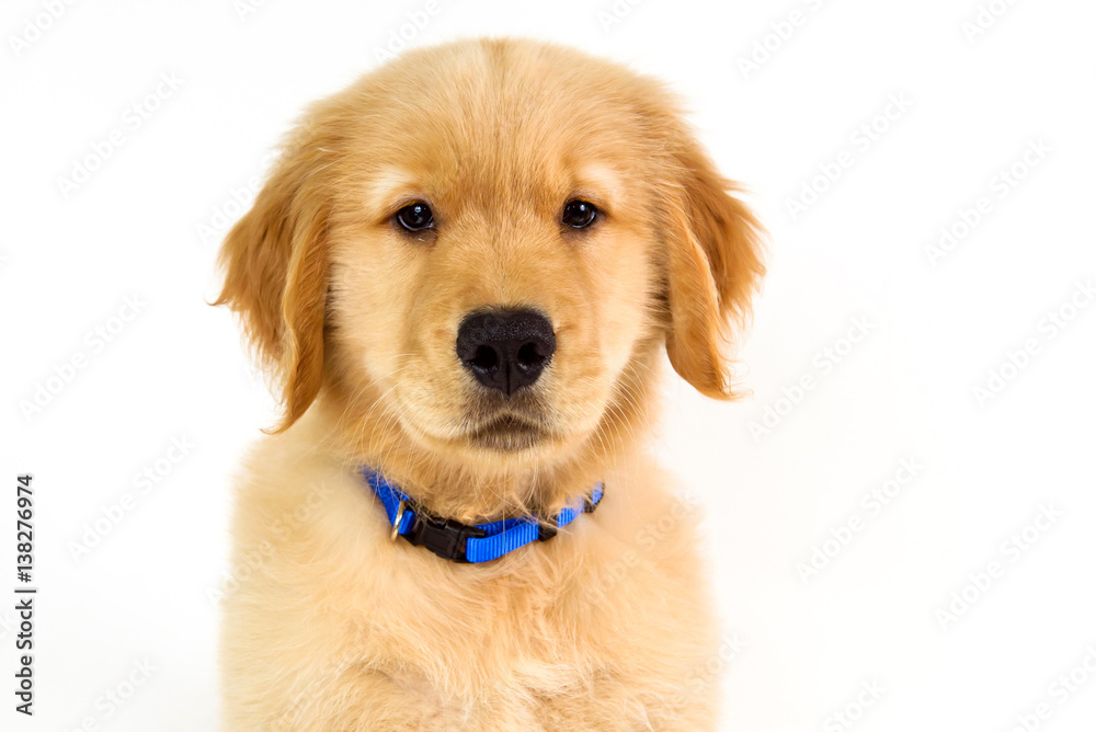 Golden Retriever Puppy Face
