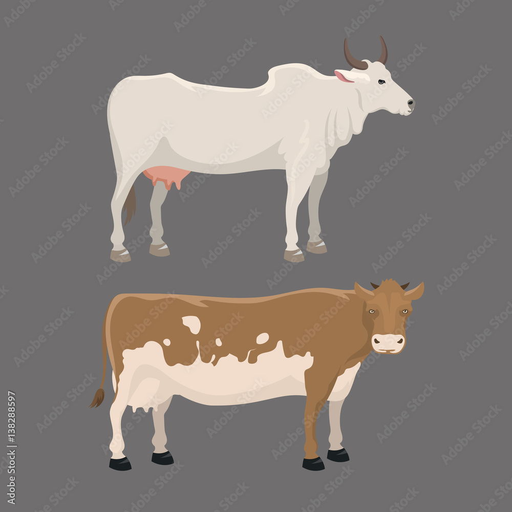 Bull and cow farm animal vector illustration. Stock Vector | Adobe Stock