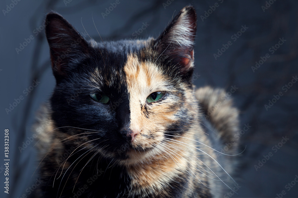Tortoiseshell cat on grey backrgound isolated Stock Photo | Adobe Stock