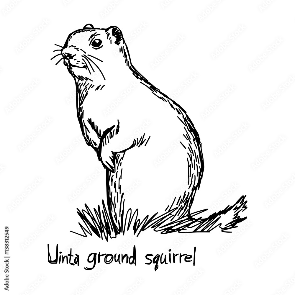 Uinta ground squirrel - vector illustration sketch hand drawn with ...