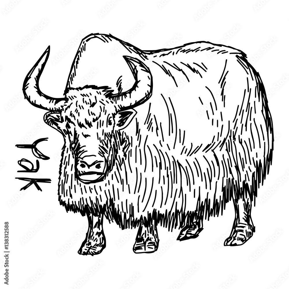 yak - vector illustration sketch hand drawn with black lines, isolated ...