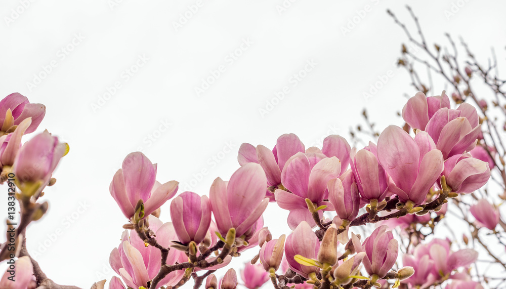 Magnolia flowers in spring season Stock Photo | Adobe Stock