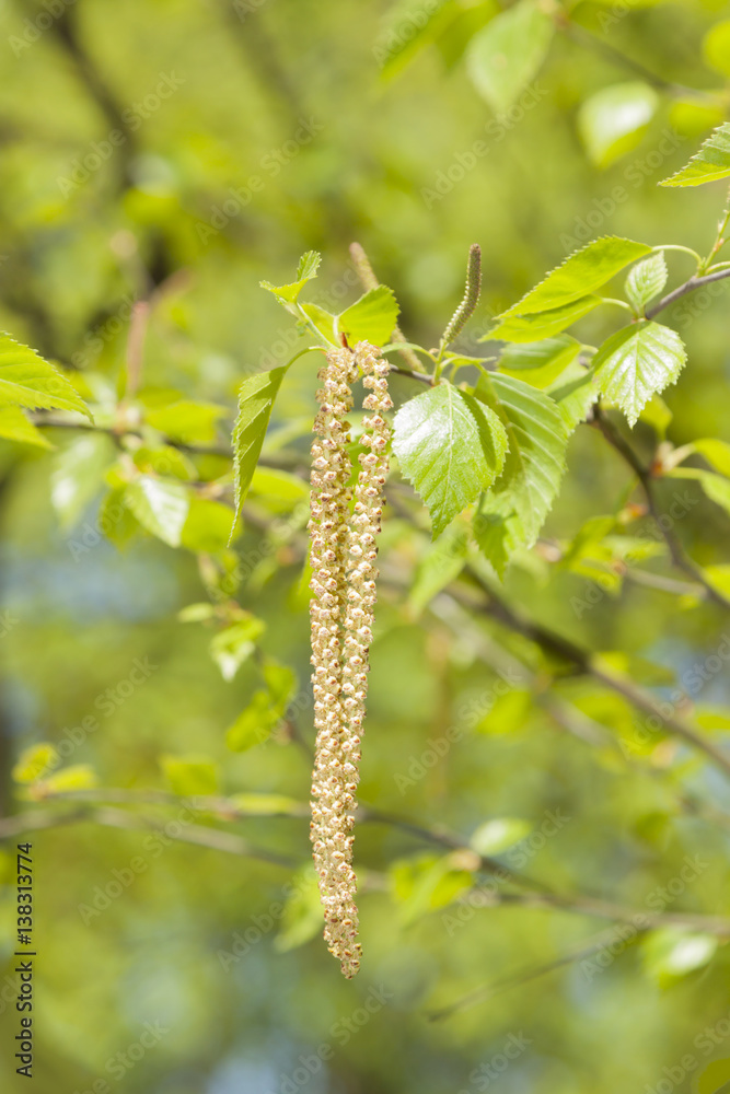 Birch blossom in springtime Stock Photo | Adobe Stock